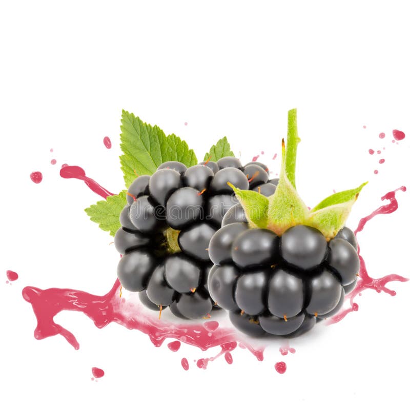 Blackberry splash stock image. Image of delicious, freshness - 44316973