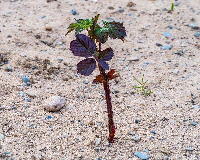 Blackberry Sprout after the Rain Stock Image - Image of flare, fresh ...