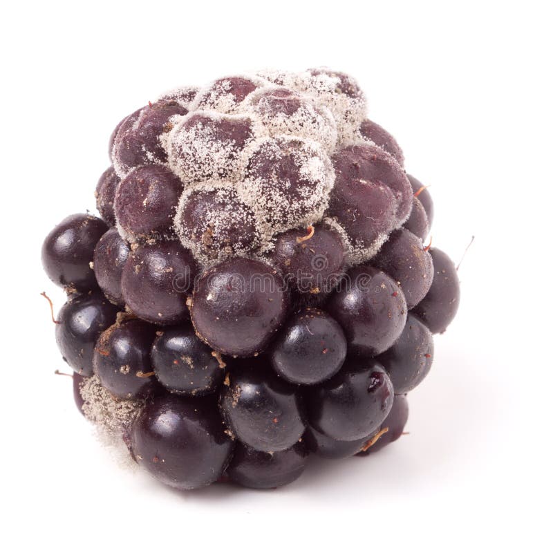 Moldy Blackberries Stock Photos - Free & Royalty-Free Stock Photos from ...