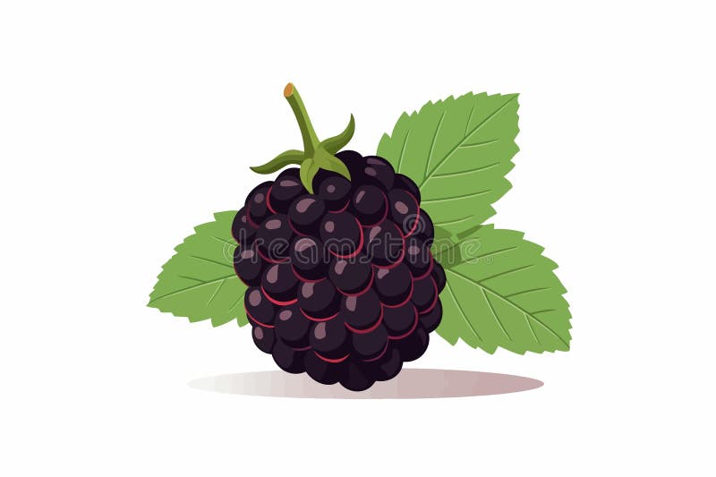 Blackberry Vector Flat Minimalistic Isolated Vector Style Illustration ...