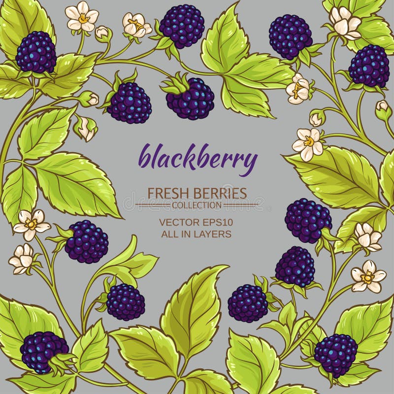 Blackberry vector frame stock vector. Illustration of natural - 114872042