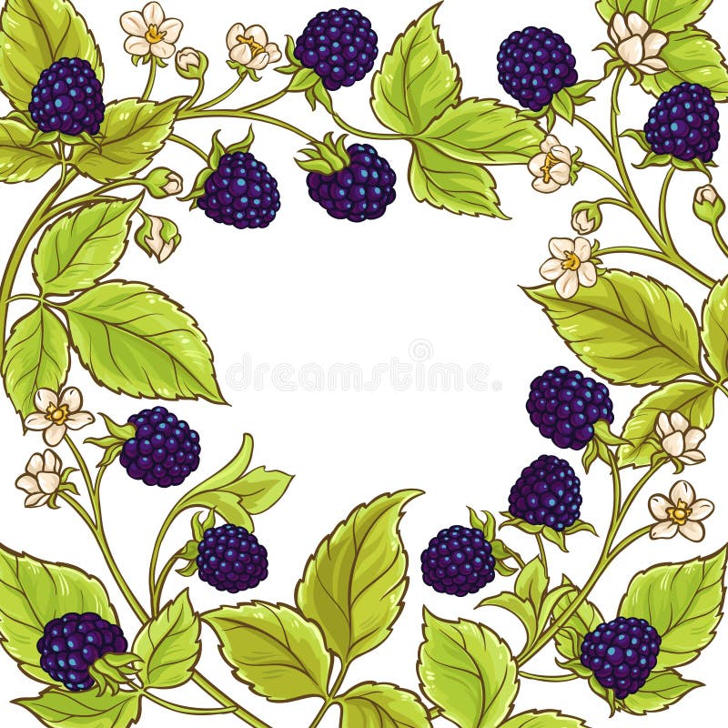 Blackberry vector frame stock vector. Illustration of natural - 114872042