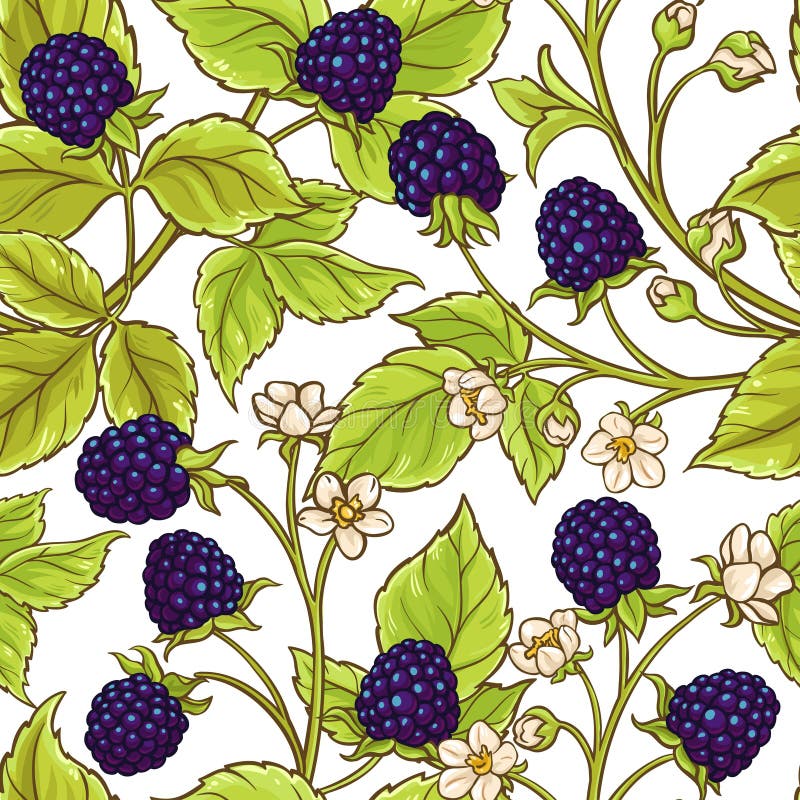 Blackberry vector frame stock vector. Illustration of natural - 114872042