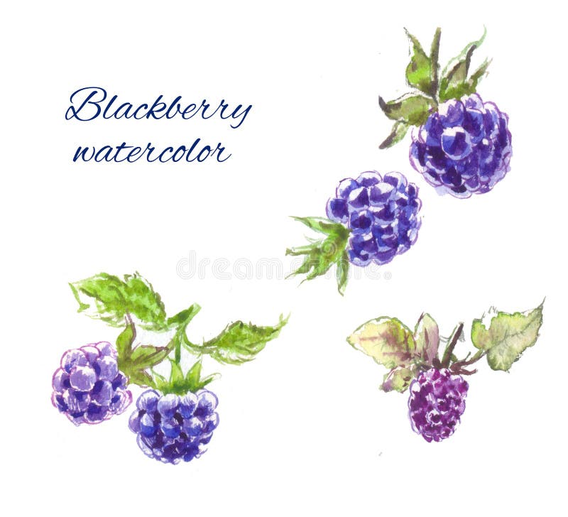 Blackberry watercolor set stock illustration. Illustration of handmade ...