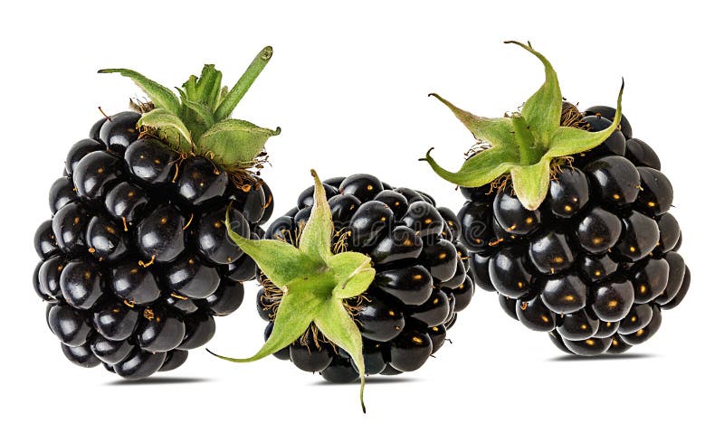 Blackberry stock image. Image of white, healthy, dessert - 15512685