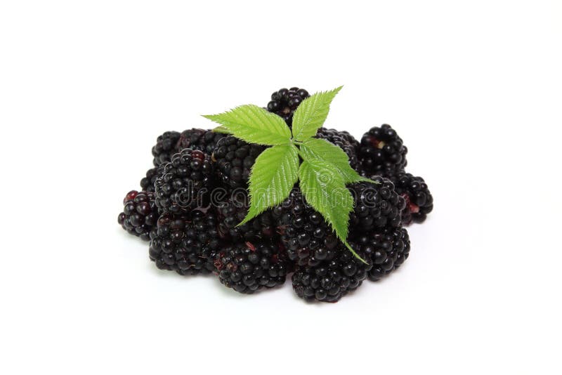 Blackberry in a White Background Stock Image - Image of leaf, eating ...