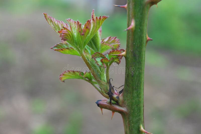 Blackberry Young Shoot on Stem in Spring Stock Photo - Image of bramble ...
