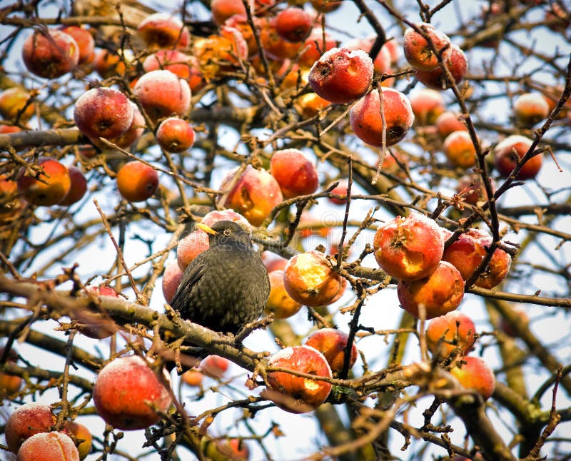 Blackbird stock photo. Image of fall, food, chilled, blackbird - 7571432
