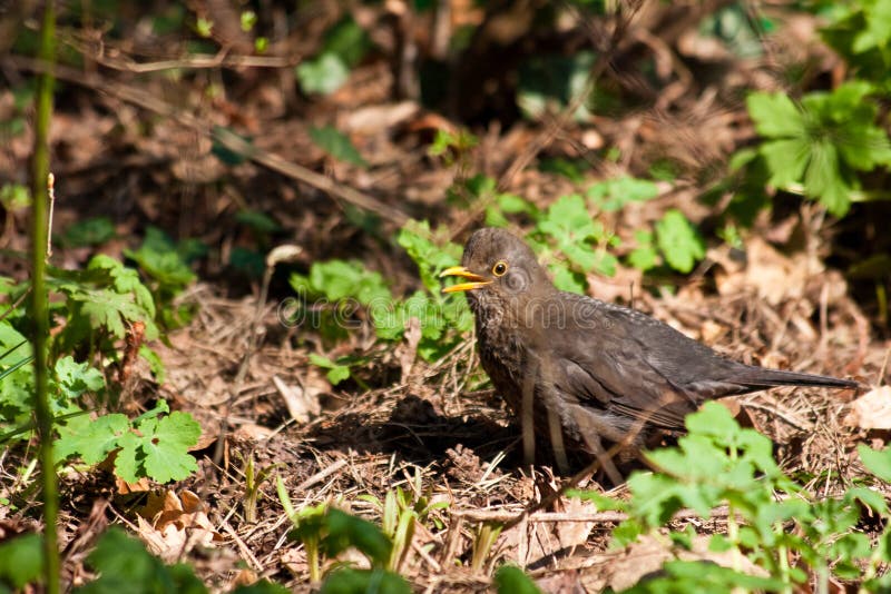 Blackbird stock image. Image of merl, bird, ouzel, merle - 9094171