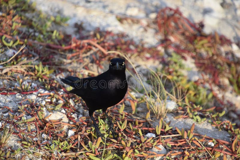 Blackbird with Bright Yellow Eyes in Aruba Stock Image - Image of ...