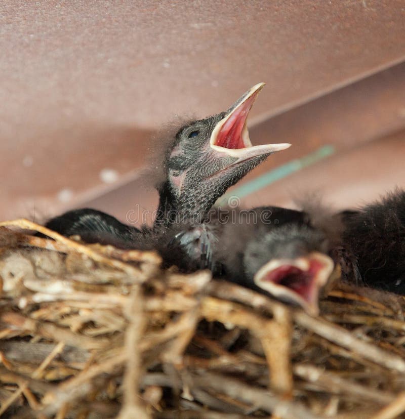 Blackbird Chick stock image. Image of bird, garden, open - 29005053