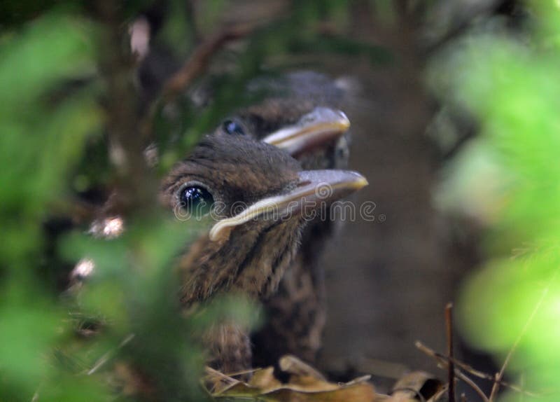 Blackbird Chicks stock image. Image of still, chicks - 57323997