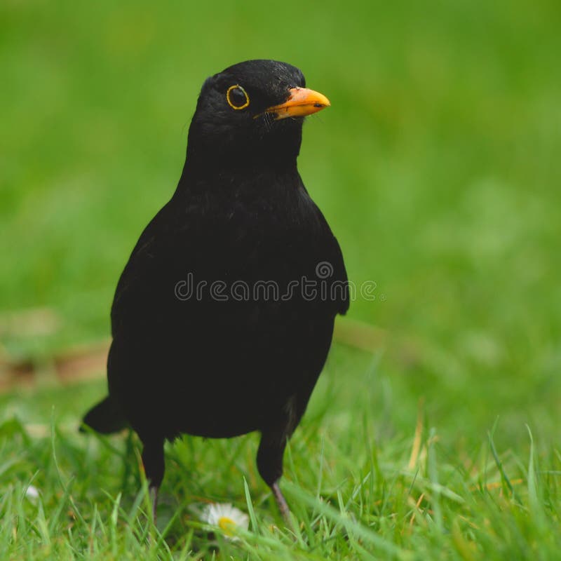 Blackbird stock image. Image of season, wildlife, blackbird - 88532471