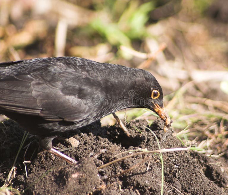 823 Blackbird Turdus Merula Eating Stock Photos - Free & Royalty-Free ...