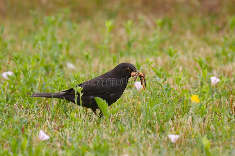 Bird Eating Worms In The Garden Stock Image - Image of green, black ...