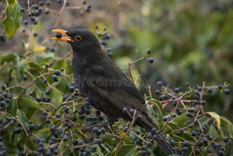 Blackbird eats the berries stock image. Image of bird - 223907519