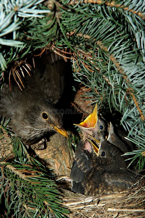 Blackbird family stock photo. Image of blackbird, chicks - 17005432