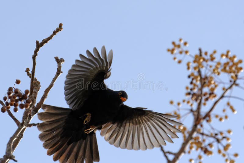 The blackbird stock image. Image of blue, tail, wings - 42931345