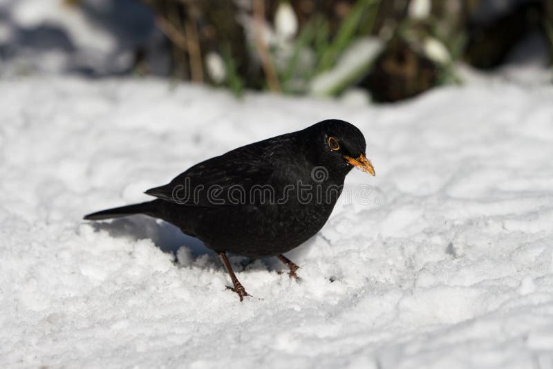 Blackbird on the Ground with Snow Stock Photo - Image of beautiful ...