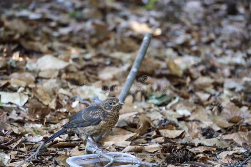 A Blackbird between Leaves in the Forest Stock Image - Image of leaves ...