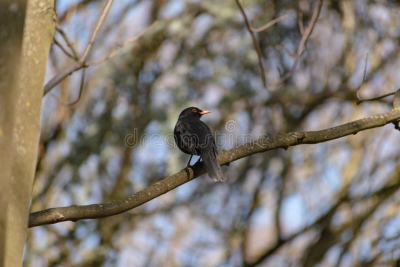 Blackbird looking back stock image. Image of depth, animal - 146105733