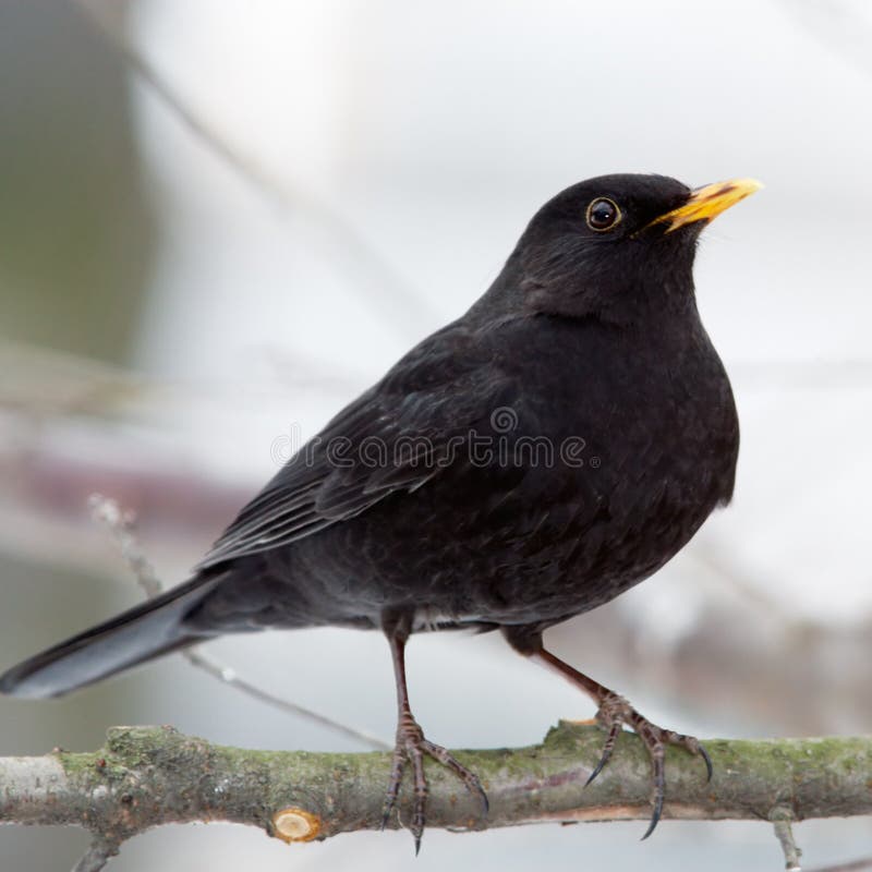 Blackbird male stock image. Image of bird, male, branch - 20007461