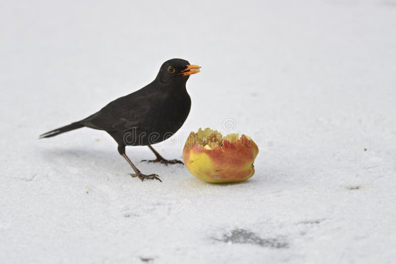 Female Blackbird Eating Apple Stock Photos - Free & Royalty-Free Stock ...