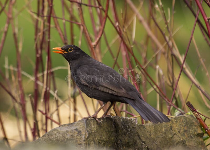 Blackbird (Male) stock image. Image of yard, turdus, people - 50578733