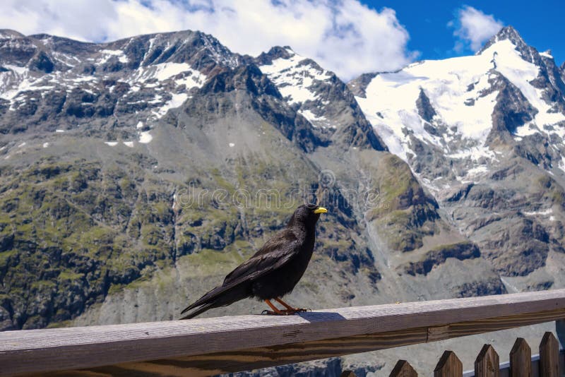 Alpine Blackbird Flying In Blue Sky Stock Image - Image of clouds, alps ...