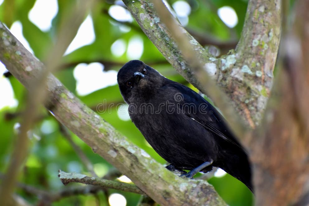 Blackbird on a Julie Mango Tree in Trinidad. Stock Photo - Image of ...