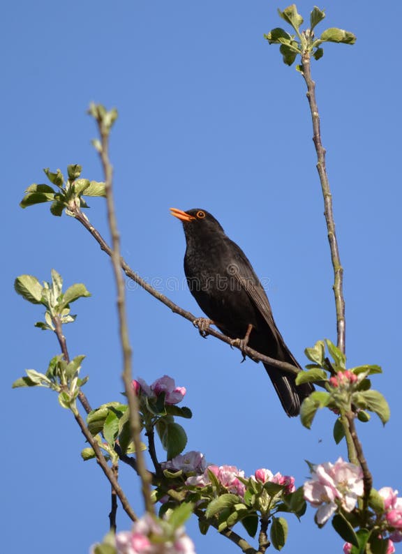 Blackbird Singing stock image. Image of tree, animal - 31088001