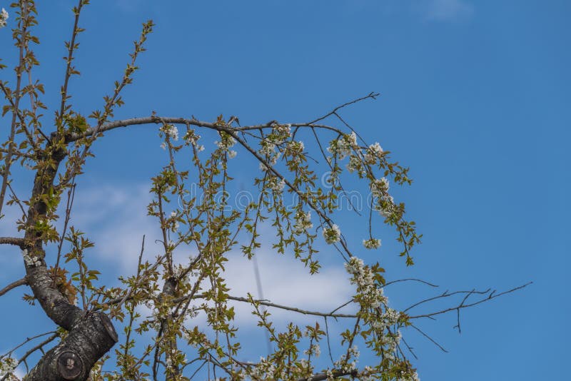 Blackbird Singing on Cherry Tree Branch with White Bloom Stock Image ...