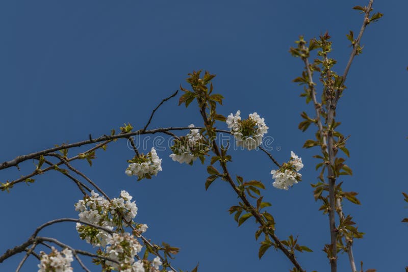 Blackbird Singing on Cherry Tree Branch with White Bloom Stock Photo ...