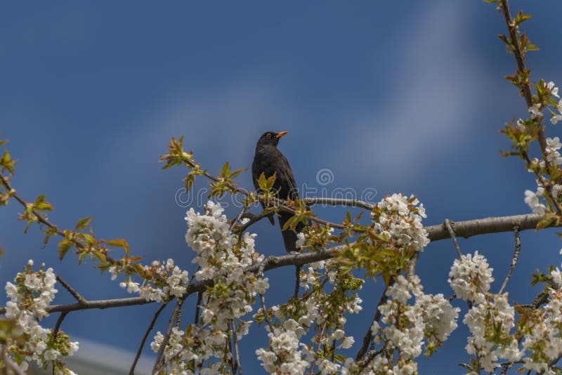 Blackbird Singing on Cherry Tree Branch with White Bloom Stock Photo ...