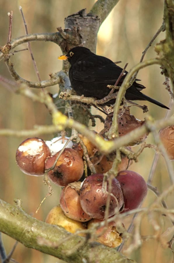 Blackbird in tree stock photo. Image of forrest, serenity - 137828074
