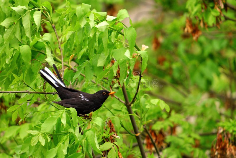 Blackbird on a tree stock photo. Image of male, green - 132636544