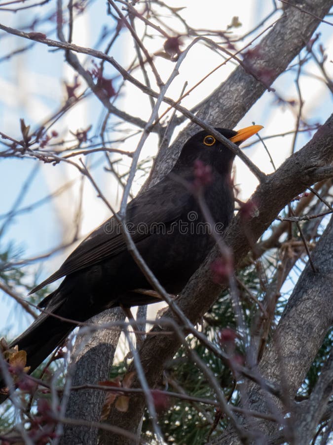Blackbird on a tree stock image. Image of merula, field - 173453703