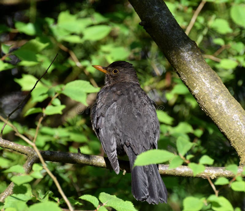 Blackbird on Tree, on a Sunny Branch Stock Photo - Image of blackbird ...