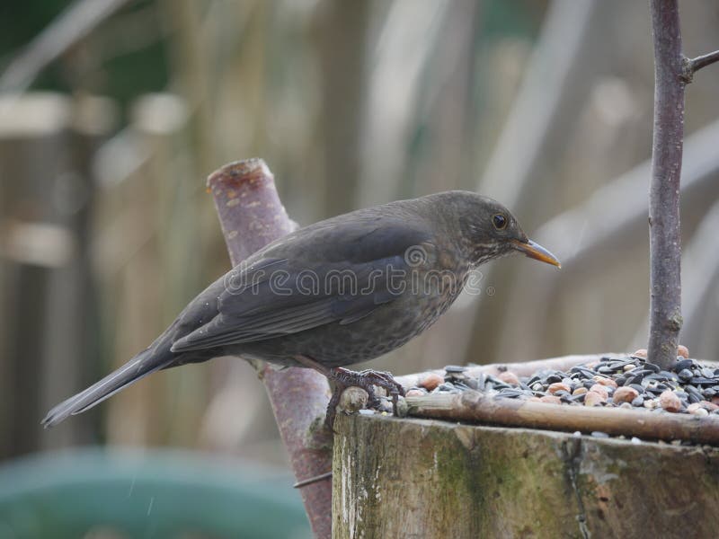 Turdus merula stock photo. Image of beak, warblers, sylvia - 163206470