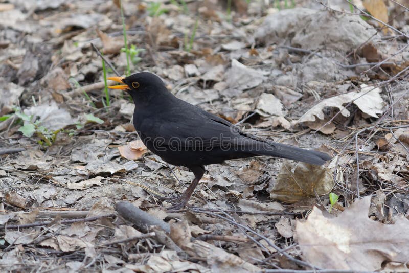 Blackbird (Turdus Merula) on the Ground in the Park Stock Photo - Image ...