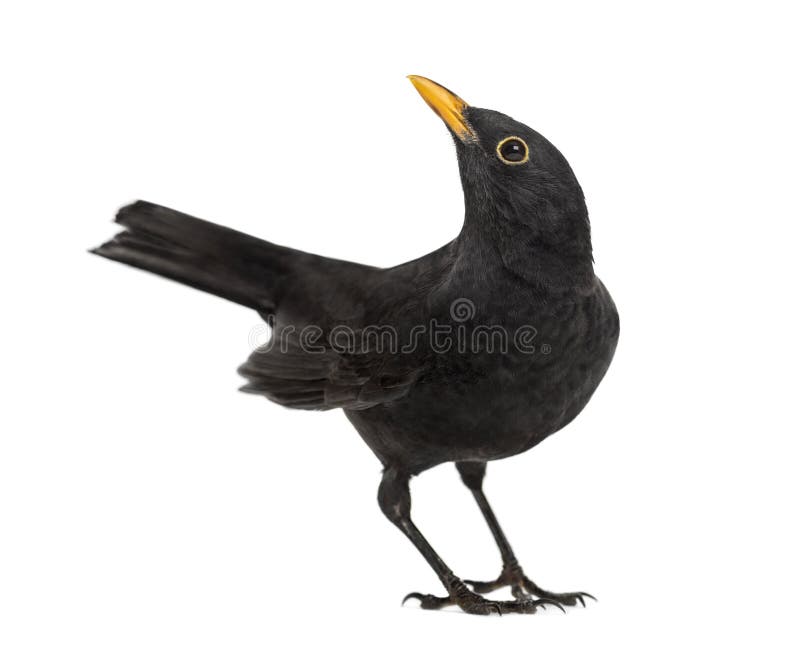 Blackbird Turdus Merula Looking Up , Isolated Stock Photo - Image of ...
