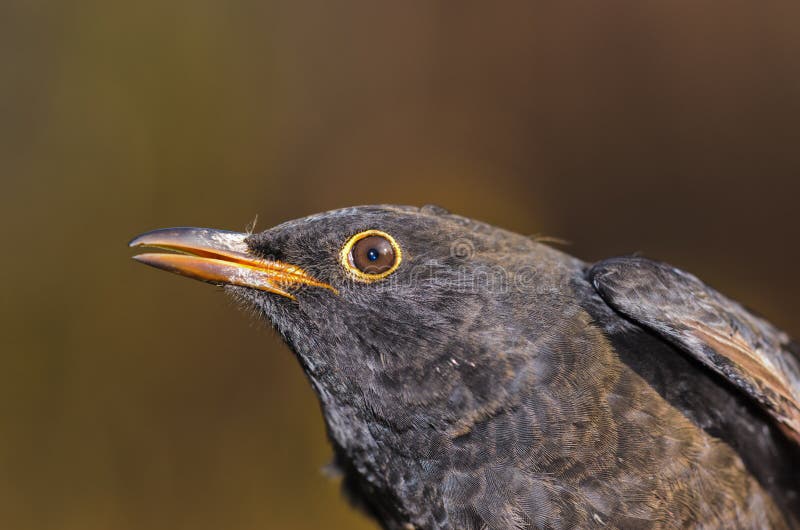 Blackbird - Turdus merula stock photo. Image of ornithology - 31733984