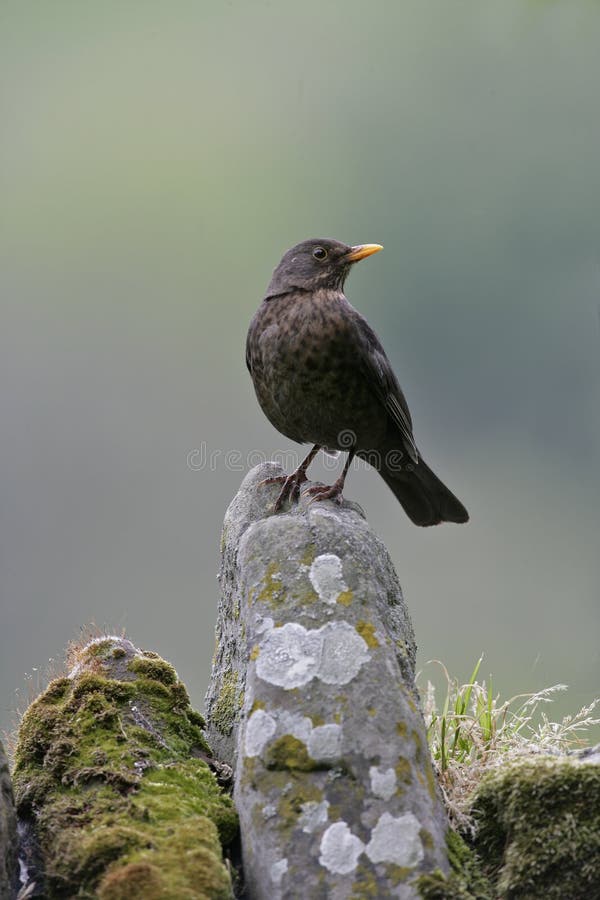 Blackbird, Turdus merula stock photo. Image of animal - 36023934