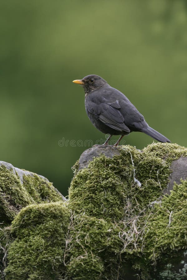 Blackbird, Turdus merula stock image. Image of merula - 36023939