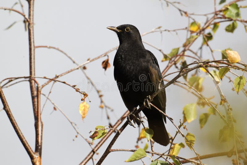 Blackbird, Turdus merula stock photo. Image of bird, forest - 32098918