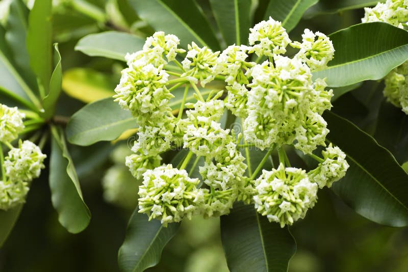 Blackboard Tree stock image. Image of blackboard, bouquet - 63791385