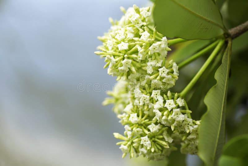 Blackboard Tree stock image. Image of alstonia, stand - 63791675