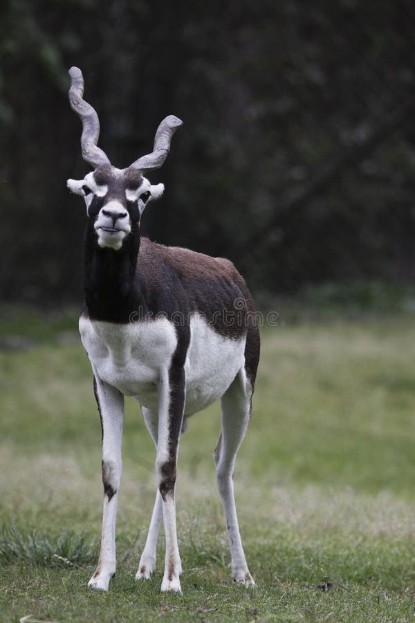 Animals in zoo stock image. Image of nyala, mate, collared - 25260703