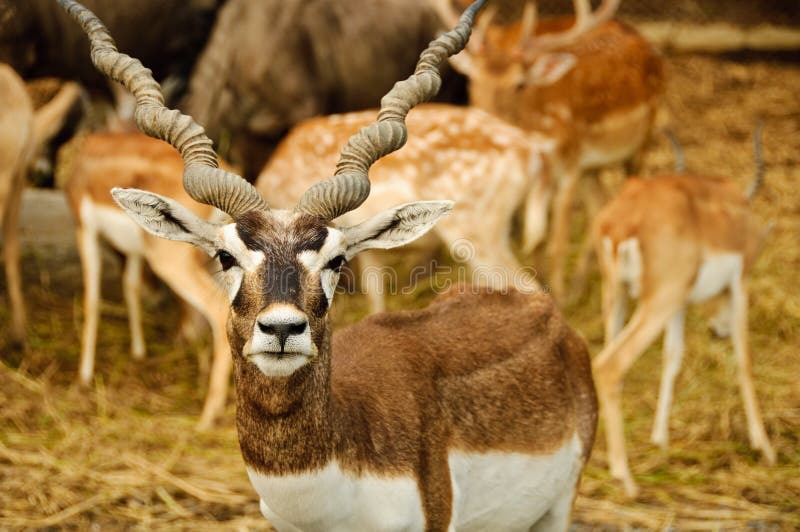 Blackbuck stock photo. Image of nature, white, thai, herbivore - 14918444