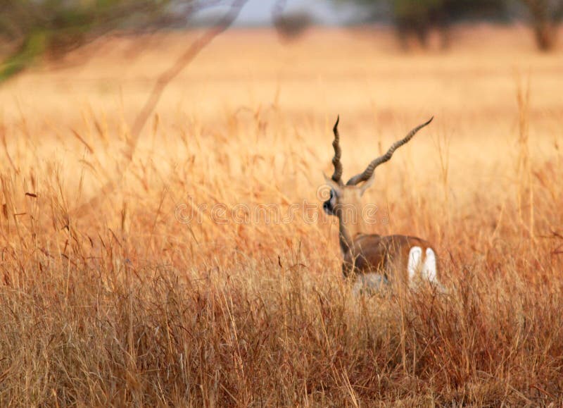 108 Running Blackbuck Stock Photos - Free & Royalty-Free Stock Photos ...